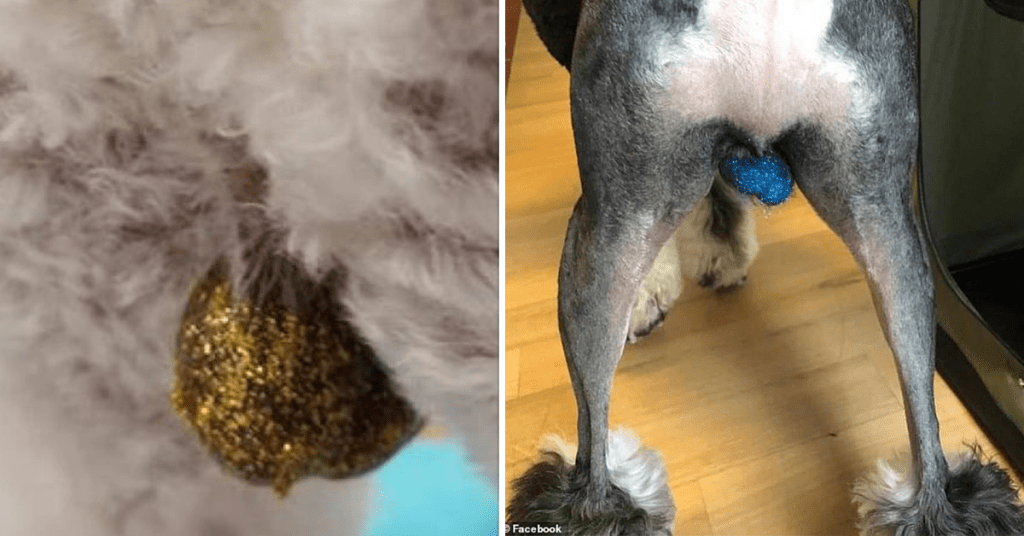 Des Gens Embellissent Les Testicules De Leur Chien Avec Des Paillettes