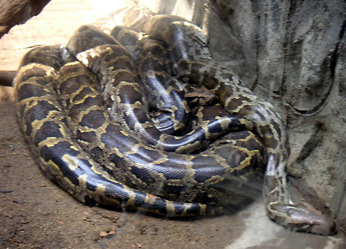 Vidéo : L’attaque d’un python qui capture un jeune cerf à une vitesse ...