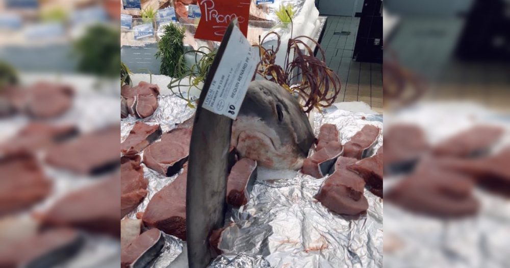 Scandale: Intermarché vend de la viande de requin-renard, une espèce ...