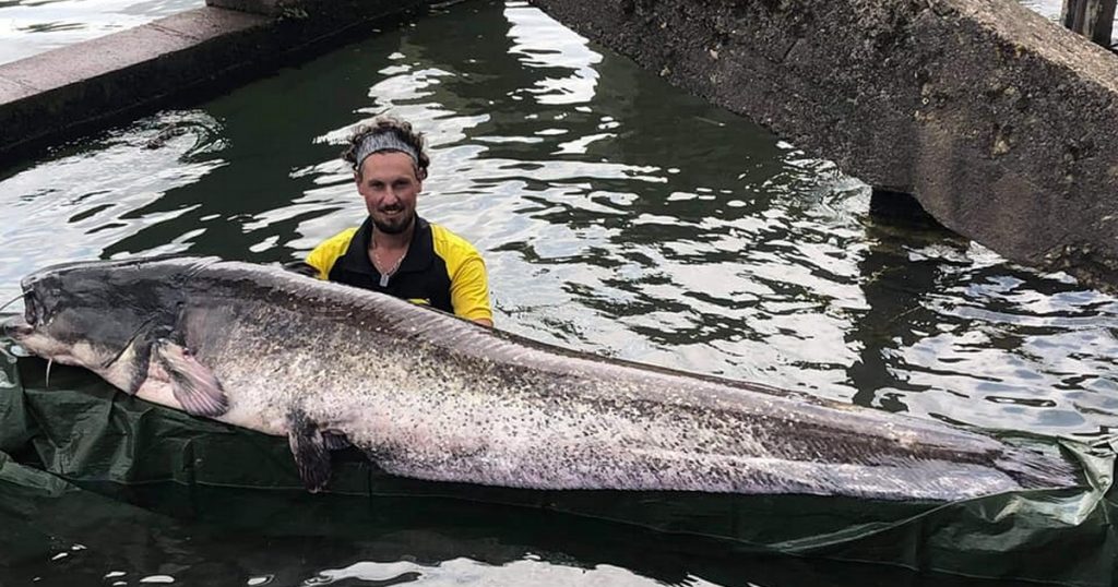 Il pêche un silure de 2,40 mètres et 90 kg dans la Seine pour ensuite ...