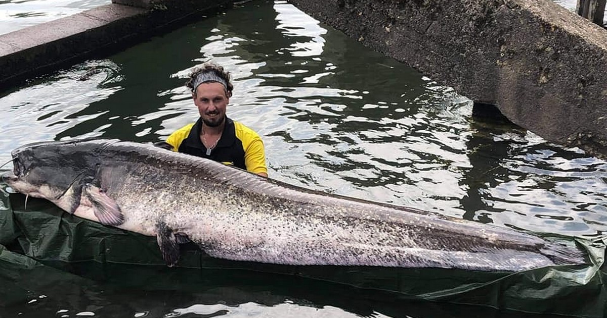Il pêche un silure de 2,40 mètres et 90 kg dans la Seine pour ensuite ...