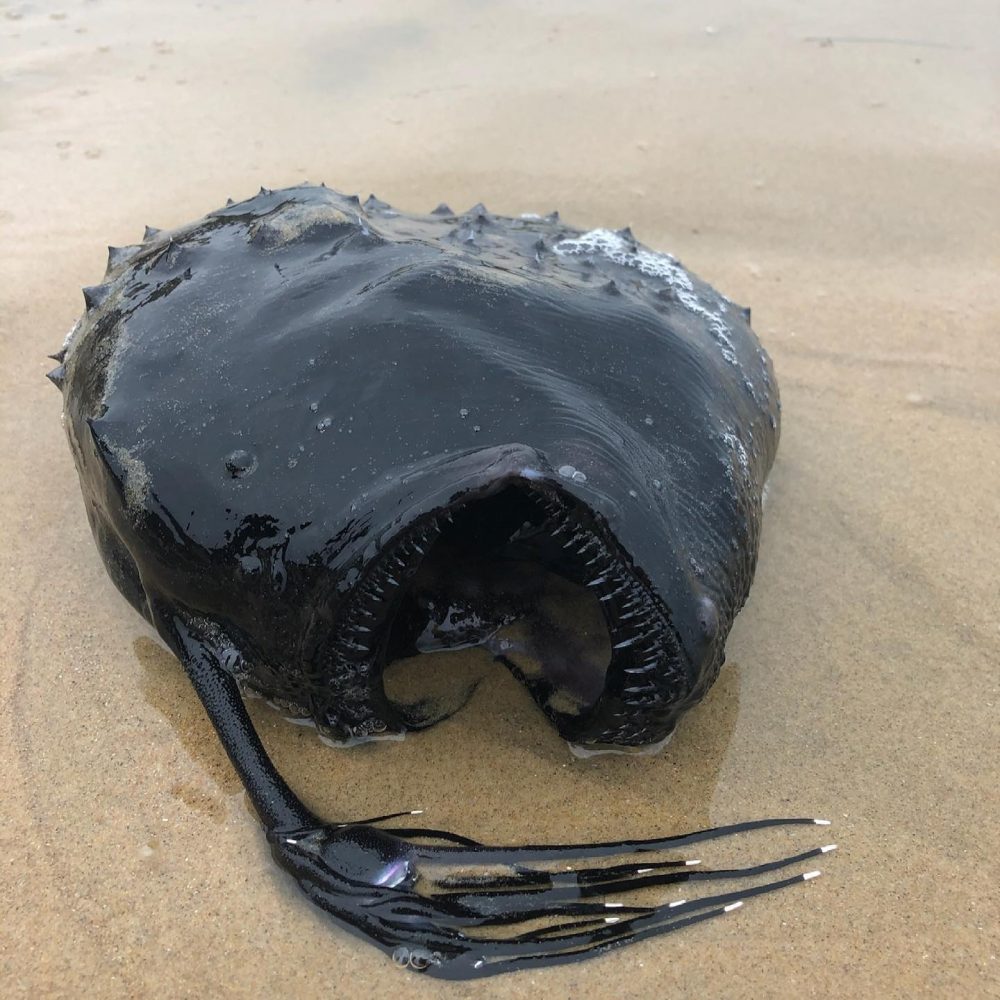Une créature abyssale digne d'Alien s'échoue sur une plage californienne