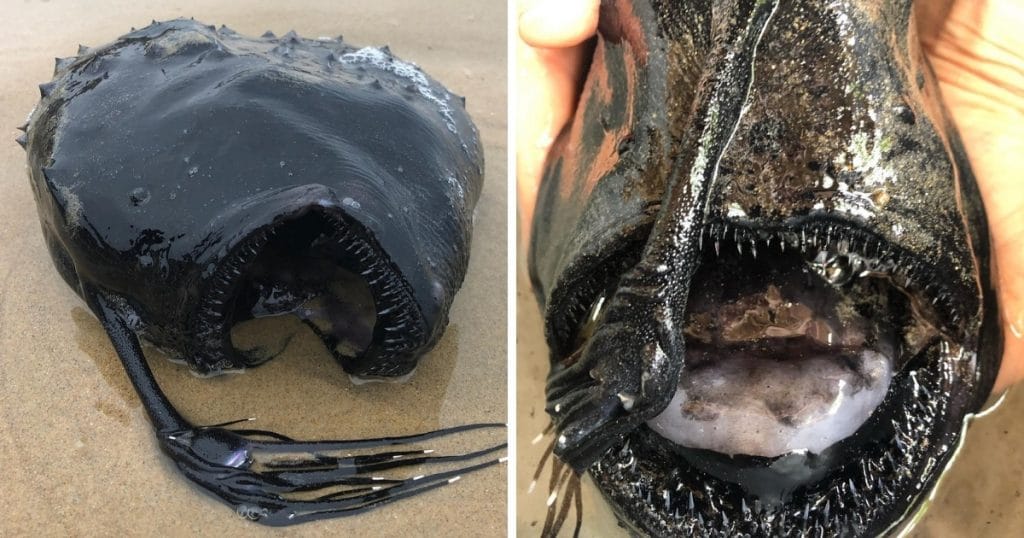 Une créature abyssale digne d'Alien s'échoue sur une plage californienne
