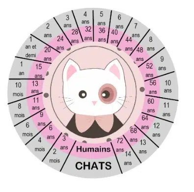 Comment déterminer l'âge "humain" de votre chat