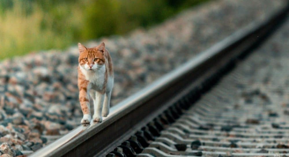 Un chat se fait couper en deux par un TGV, la propriétaire réclame une ...