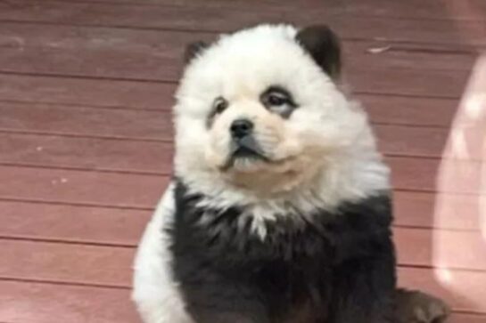 Un zoo en Chine avoue avoir coloré des chiens pour ressembler à des pandas