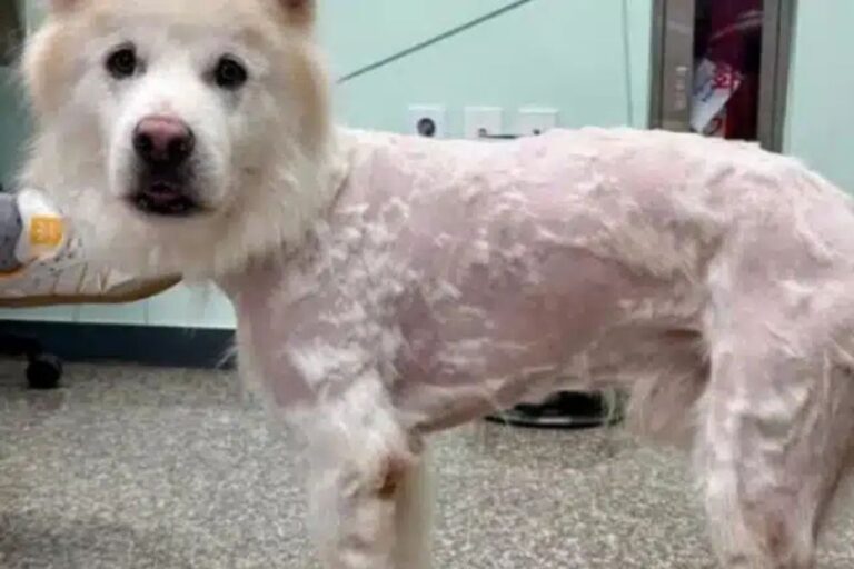 Un chien adopté... puis rendu 7 heures plus tard ! Et ce qu’ils lui ont ...